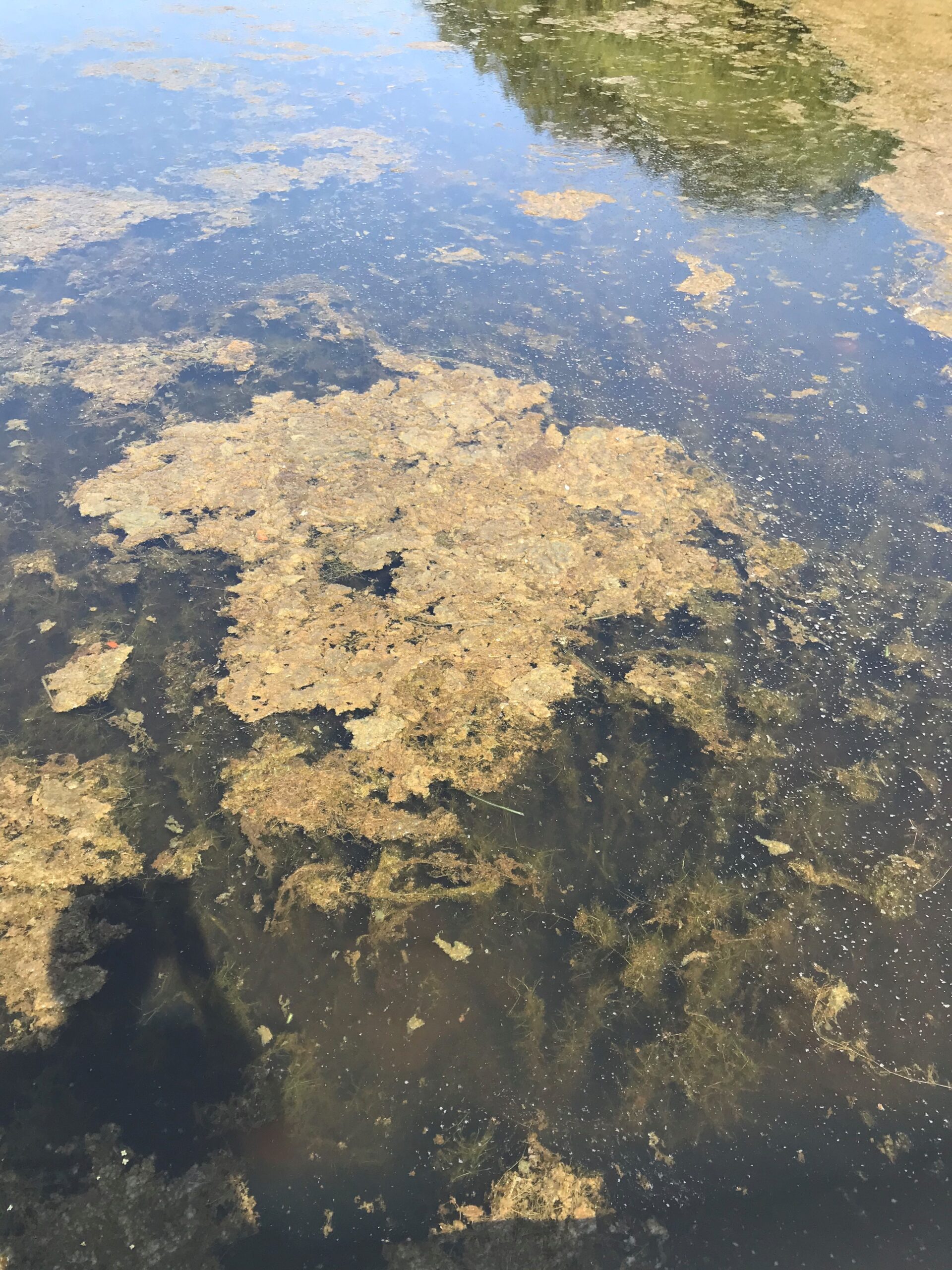 Great Pond Foundation » MV CYANO