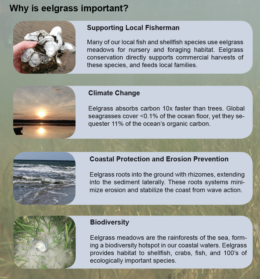 Great Pond Foundation » Eelgrass Ecosystems