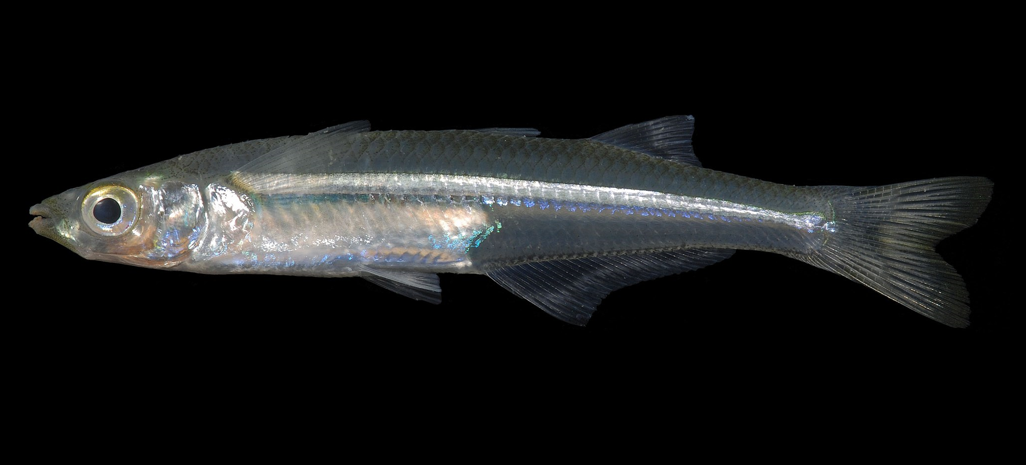 Great Pond Foundation » Biodiversity Monitoring Program