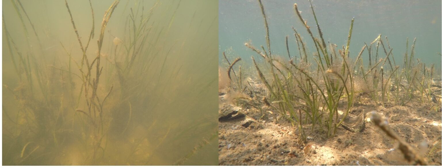 Great Pond Foundation » Water Quality Monitoring